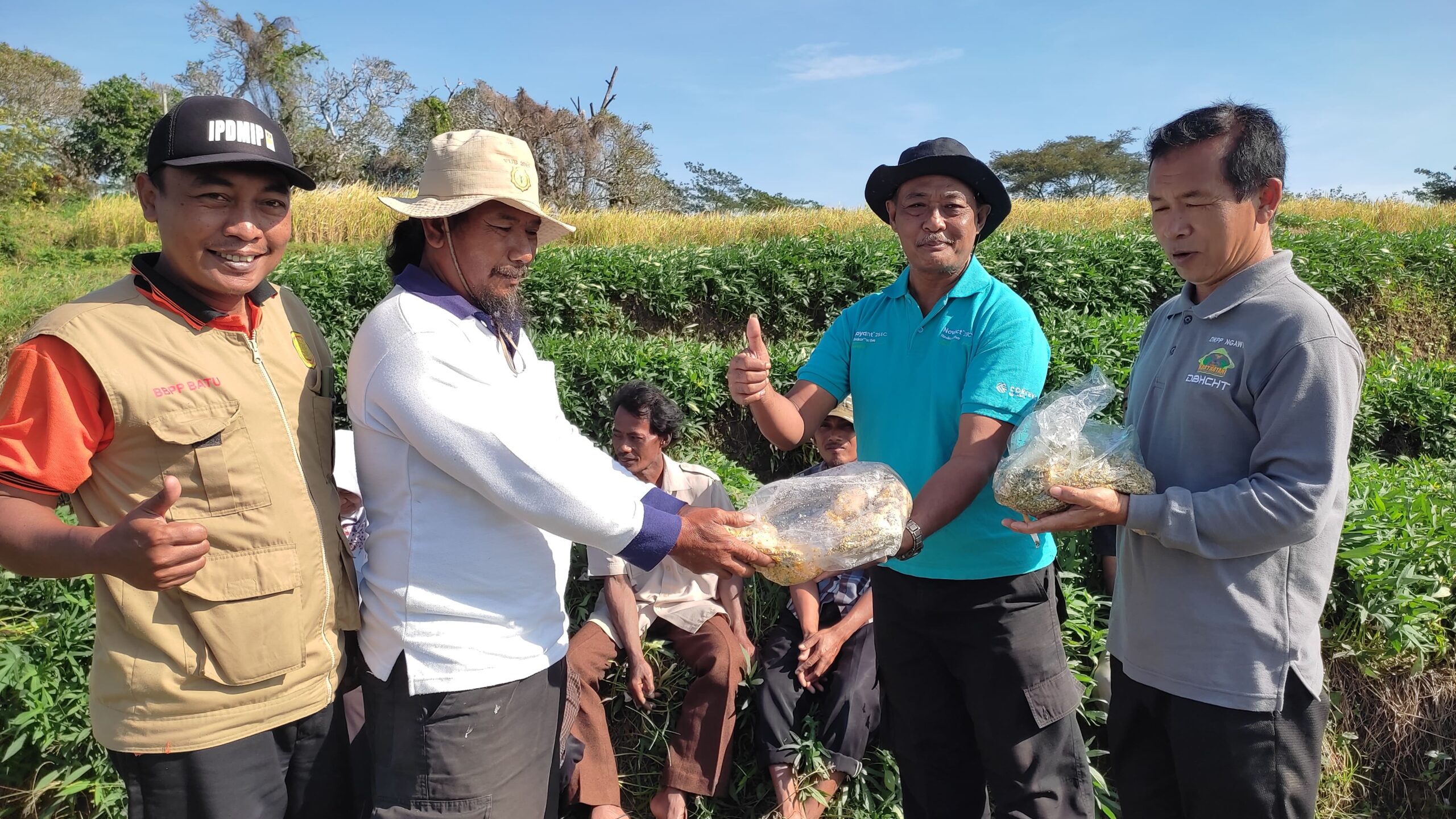 Jamur Trichoderma SP. Sebagai Pengganti Pestisida atau Fungisida ...
