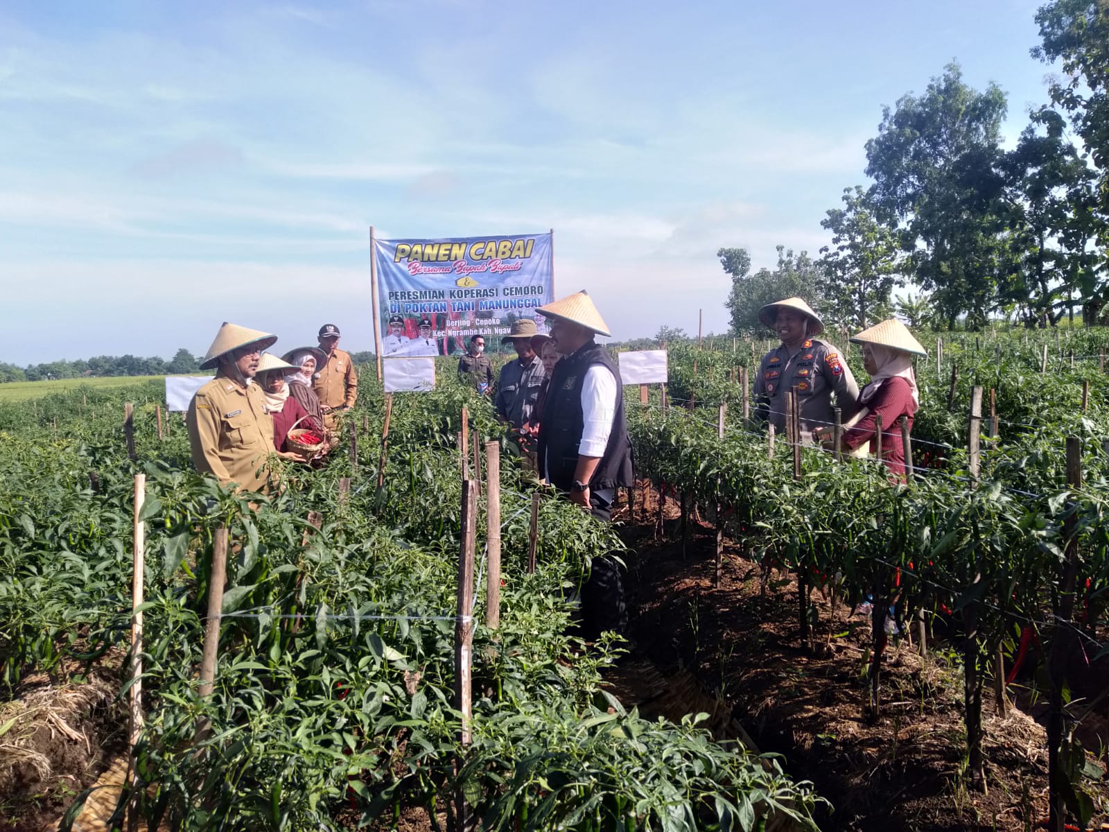 Panen Cabai Bersama Bapak Bupati Ngawi | Dinas Ketahanan Pangan dan ...