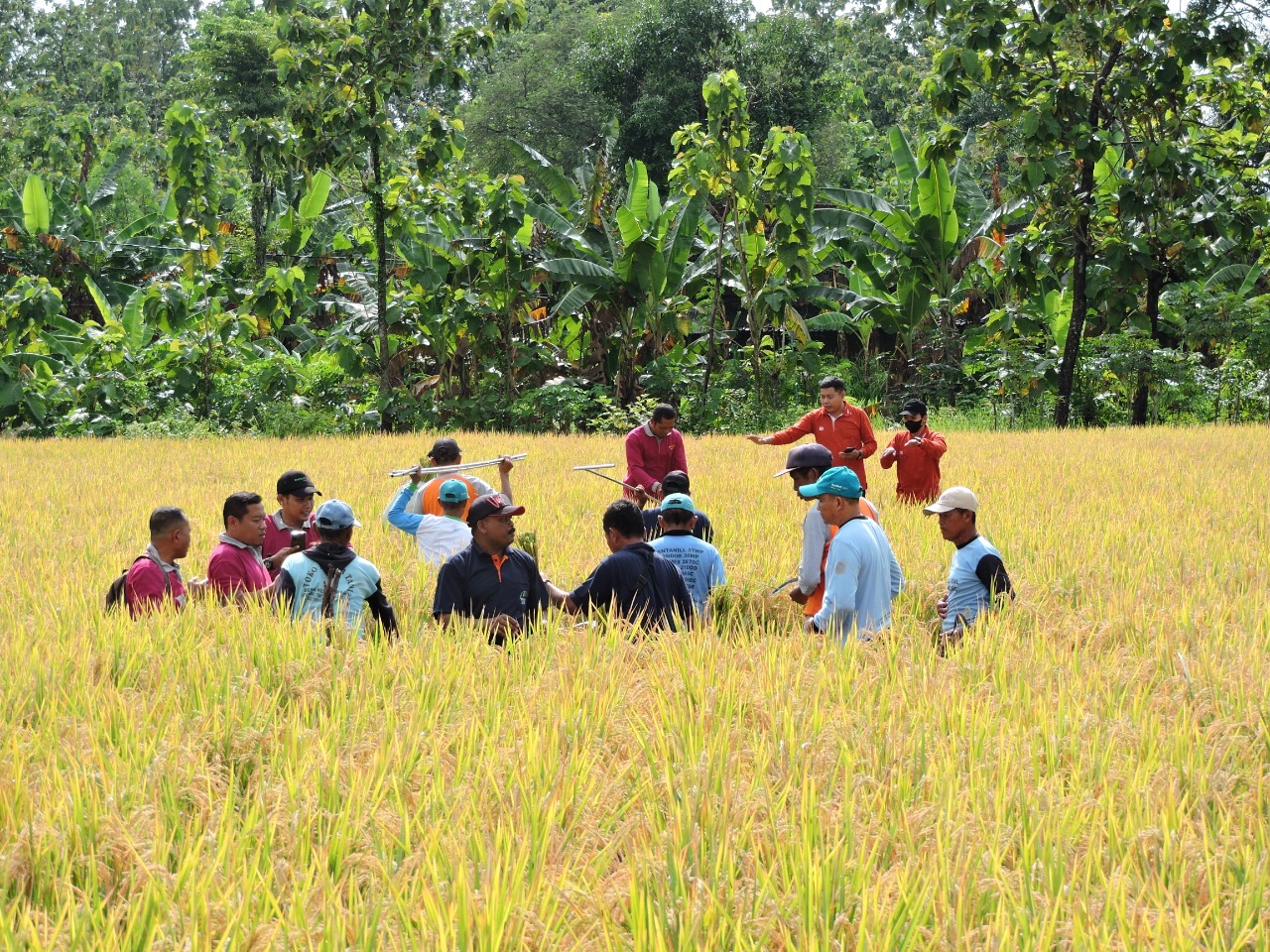 Susut Hasil Panen Komoditi Tanaman Pangan Padi | Dinas Ketahanan Pangan dan Pertanian Ngawi